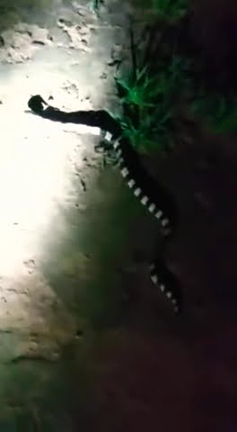 Ahiraja snake in english "banded krait" #shorts #subscribe #nature # ...