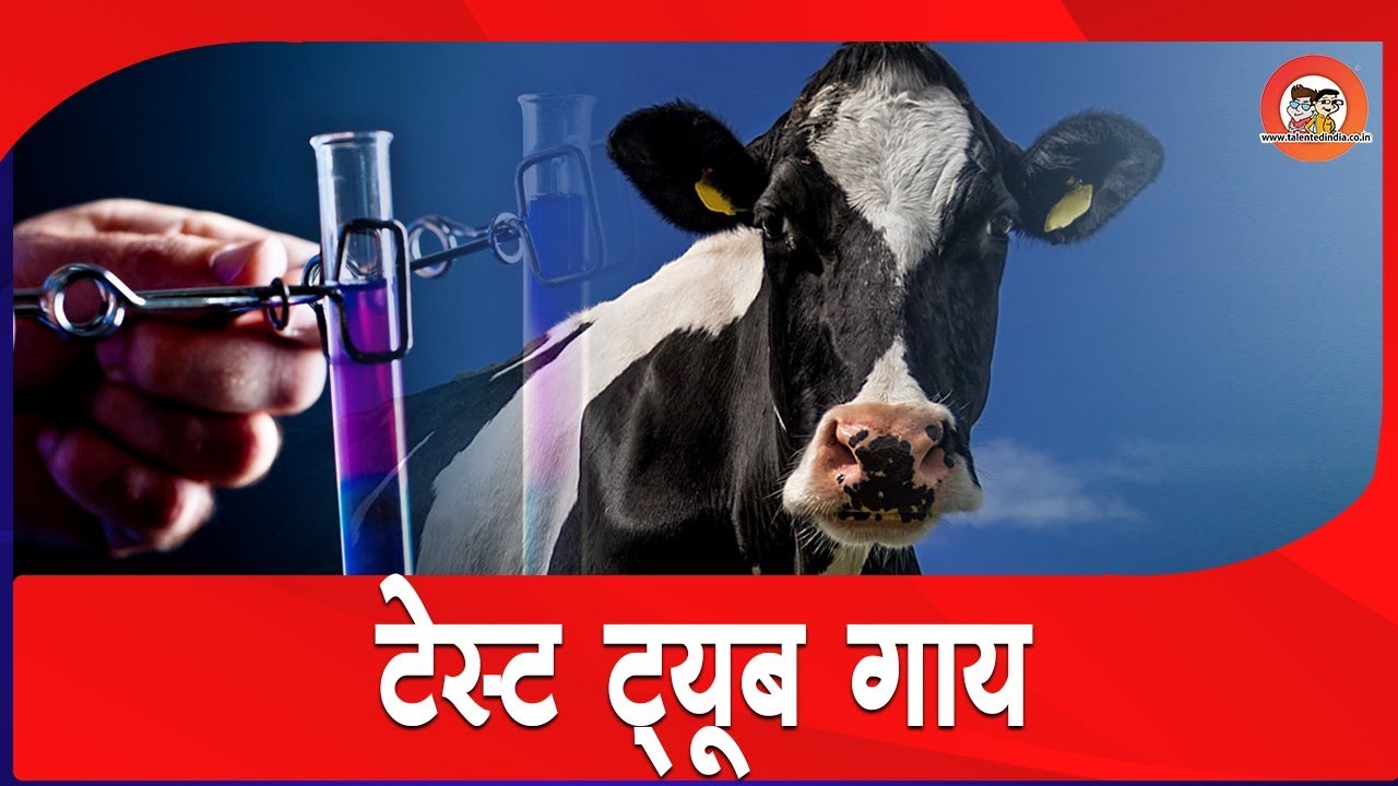 The Test Tube Cow Will Give 15 Times More Milk | Talented India News ...