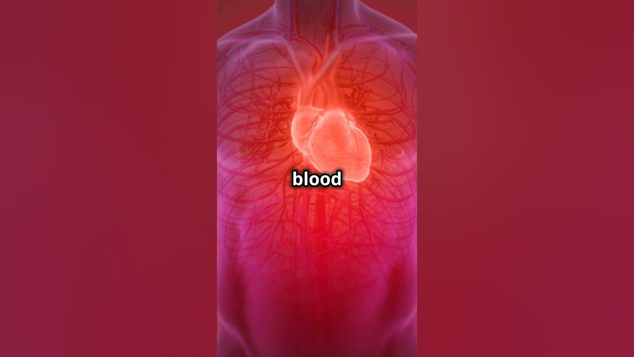 Amazing Facts About The Human Heart YouTube amazing-facts-about-the-human-heart-youtube