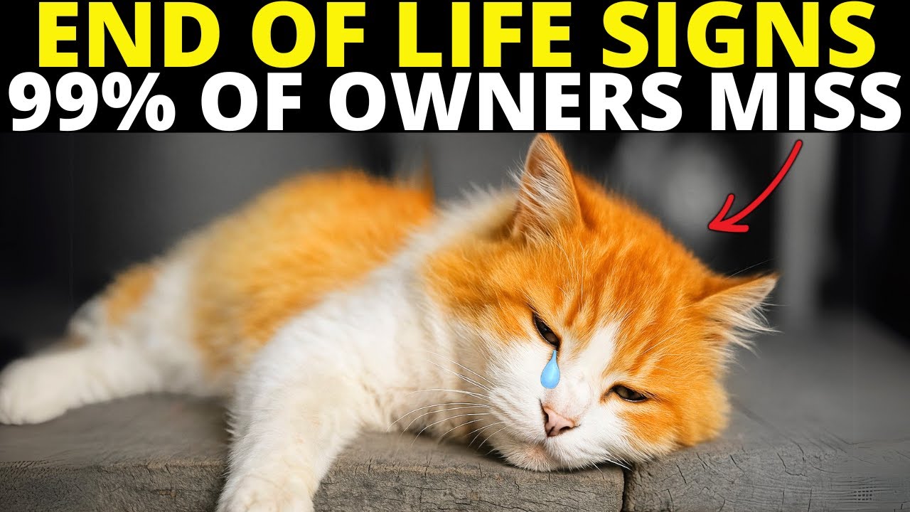 10 Subtle Cat End of Life Signs That 99% of Owners Totally Miss - YouTube