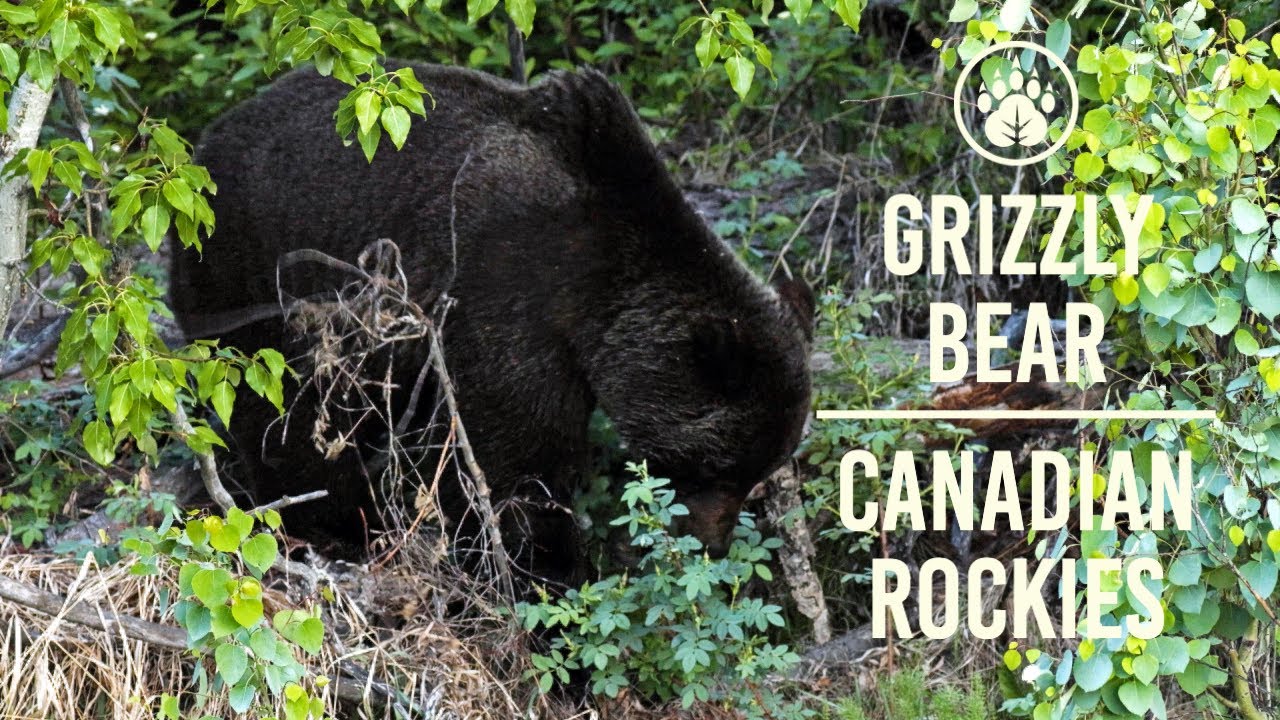 Injured Grizzly Bear in the Canadian Rockies limping through the trees ...