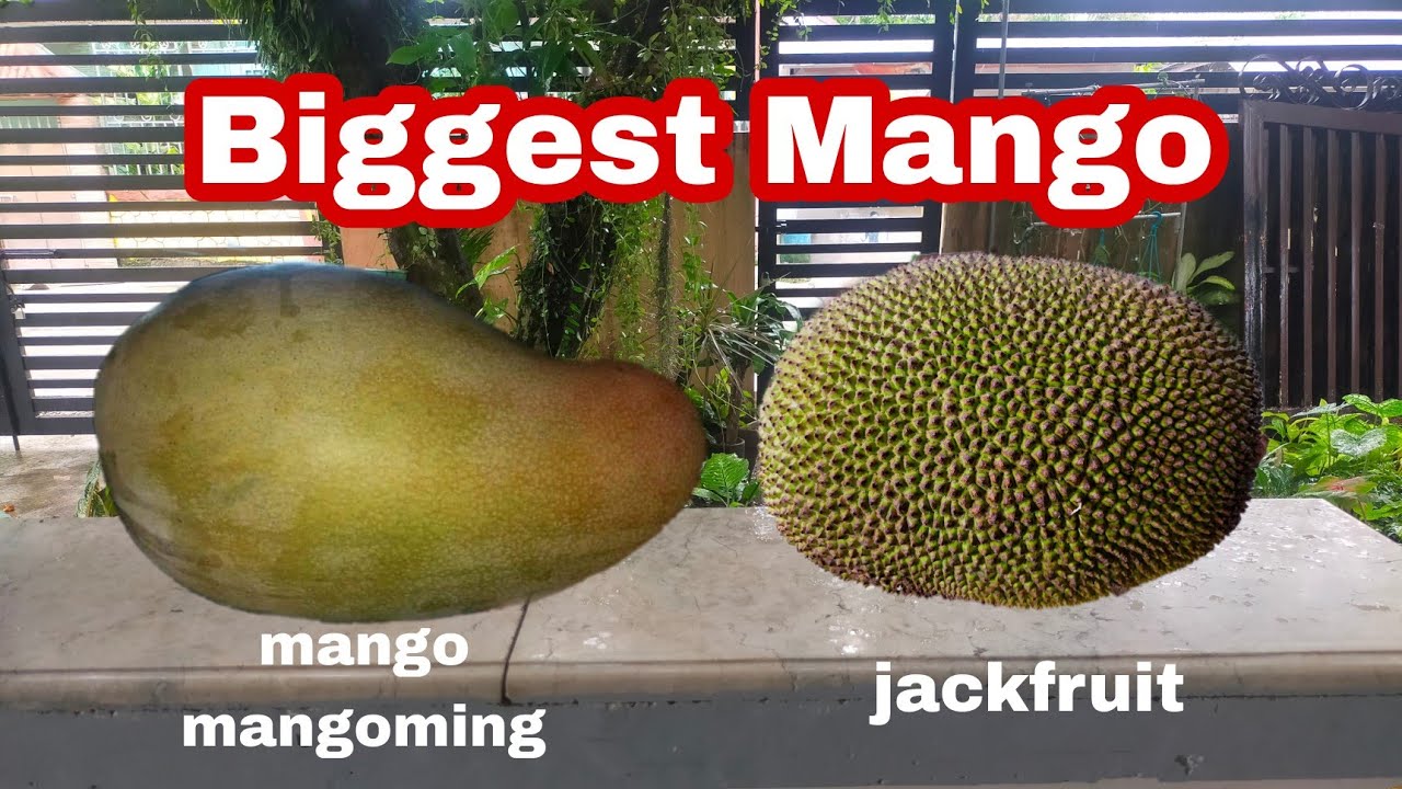 HEAVIEST MANGO IN THE WORLD YOU CAN HAVE IT FOR FREE - YouTube