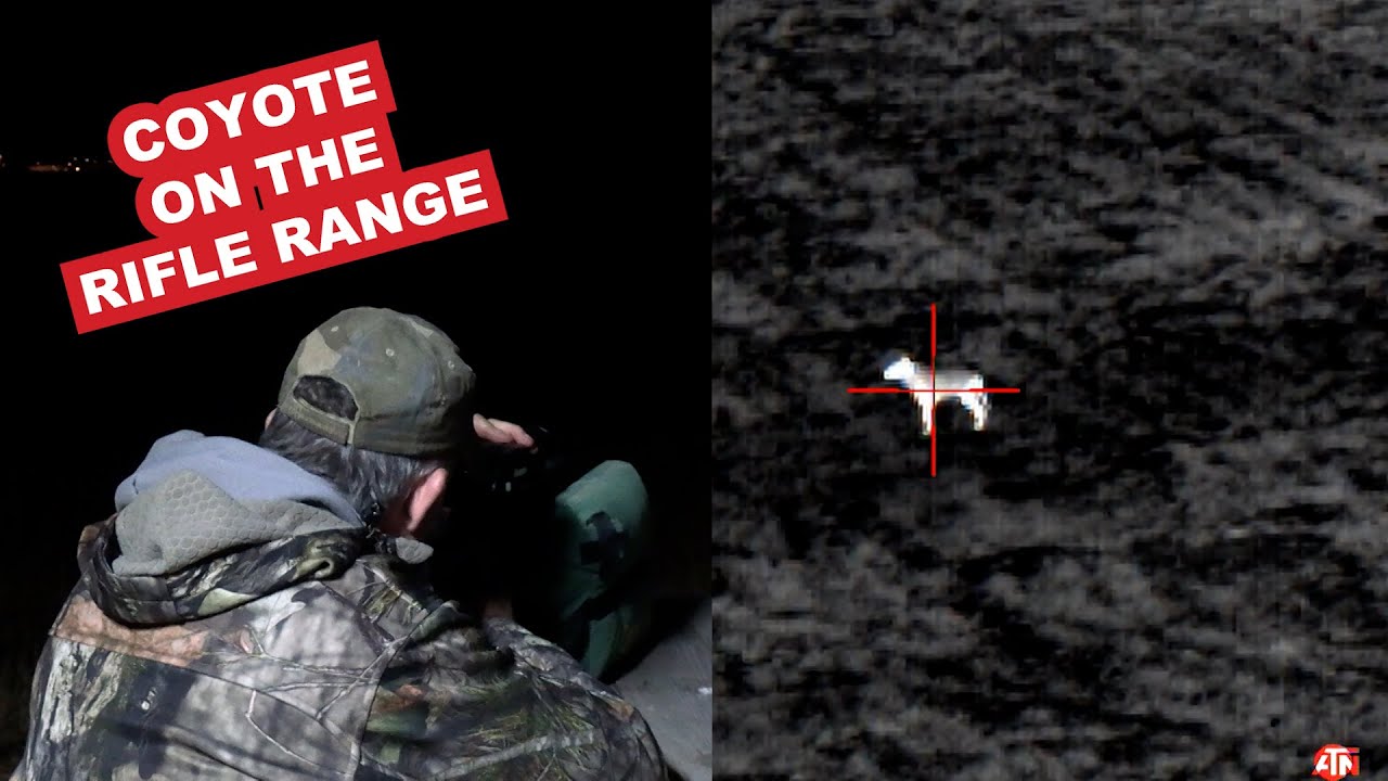 Coyote From The Rifle Range - YouTube
