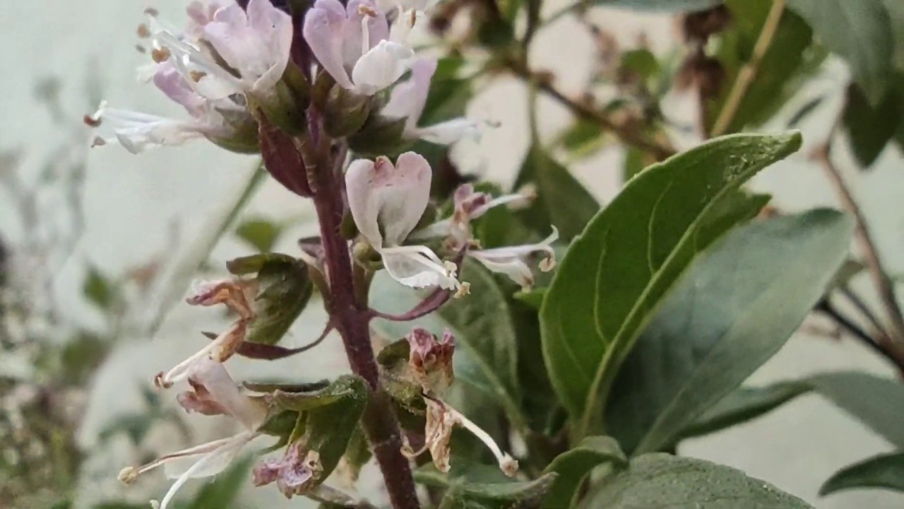 Flower of Ocimum basilicum ( Sabja Plant ) | सब्जा वनस्पति के फूल ...