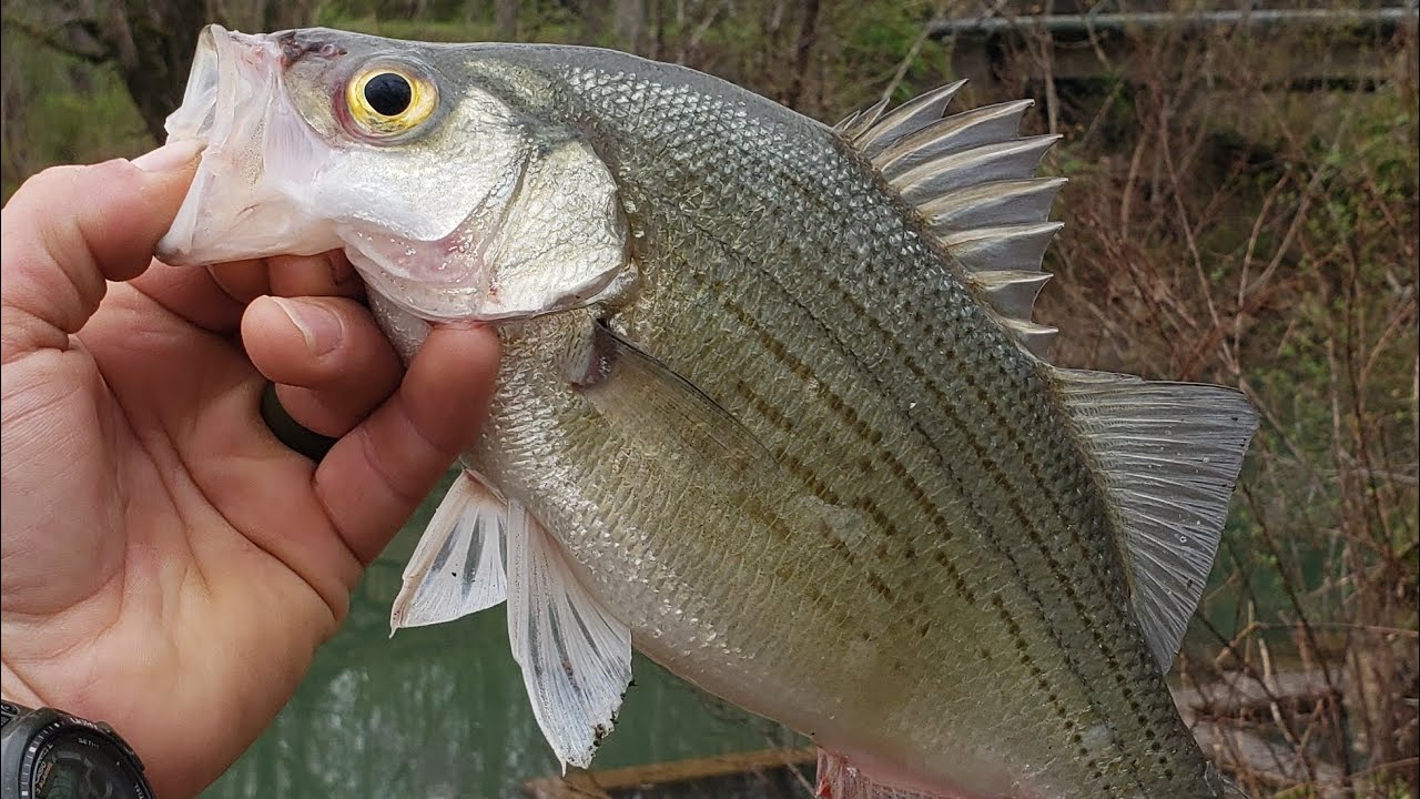 Fish #89-94 - From The Bank - April - YouTube