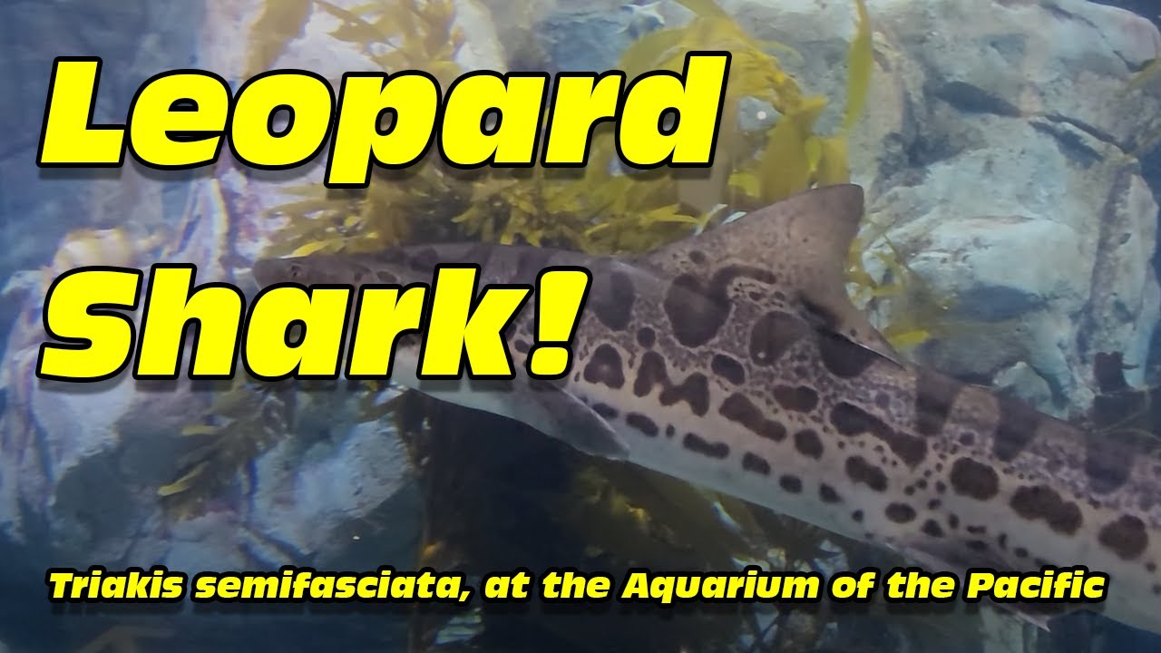 Leopard shark, Triakis semifasciata, at the Aquarium of the Pacific ...