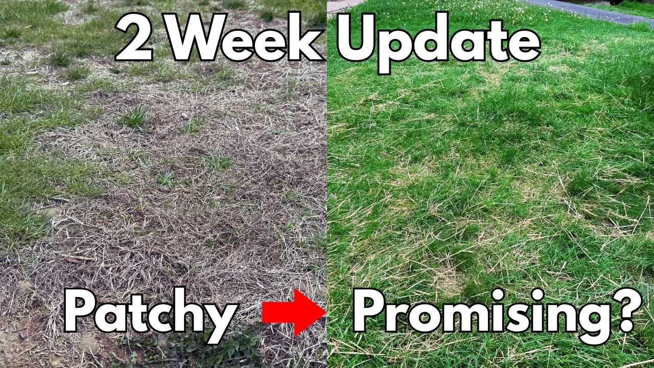 Patchy to Promising? 2 Week Lawn Update! // Lawn Revival Series - YouTube