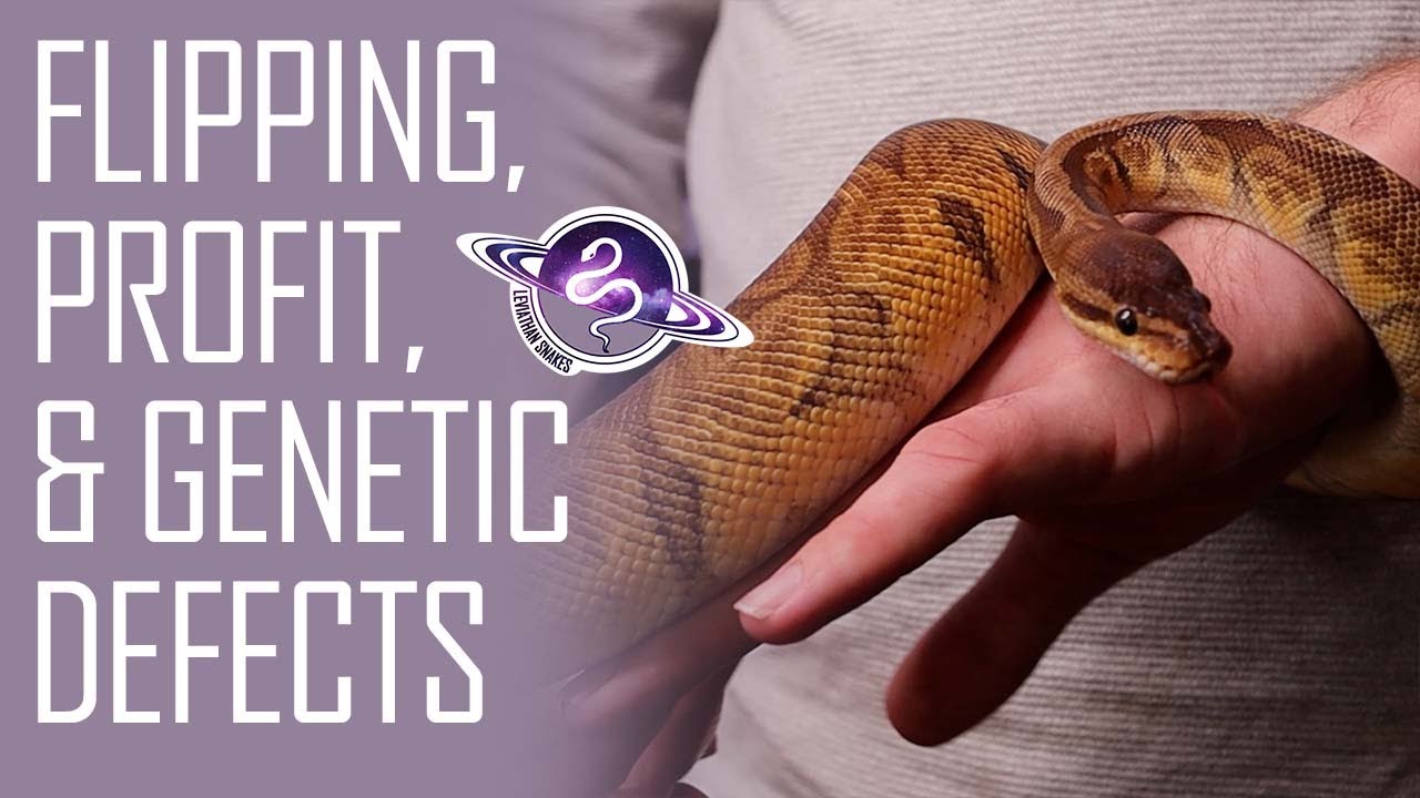 Ball Python Controversy | Flipping Snakes, Profit, and Genetic Defects ...