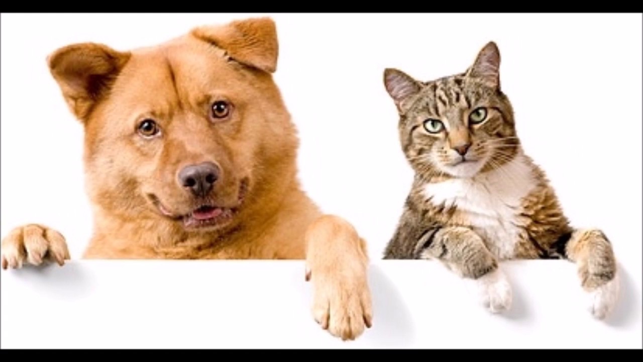 Pes a macka - Oliver TV - YouTube