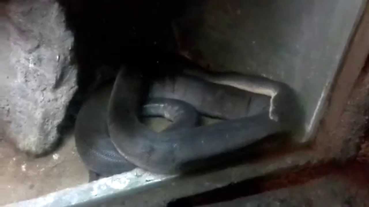 Macklot Python งูหลามแม็คลอต - YouTube