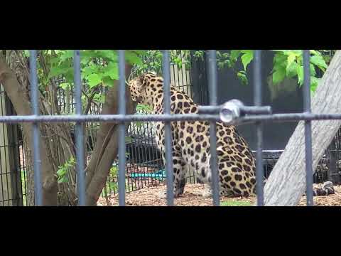 Fort Wayne Zoo: Amur Leopard 🐆