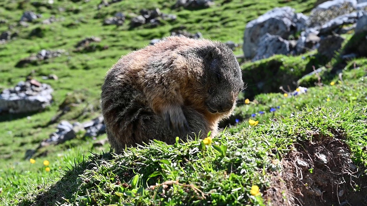 Mungg zum Vierten - YouTube