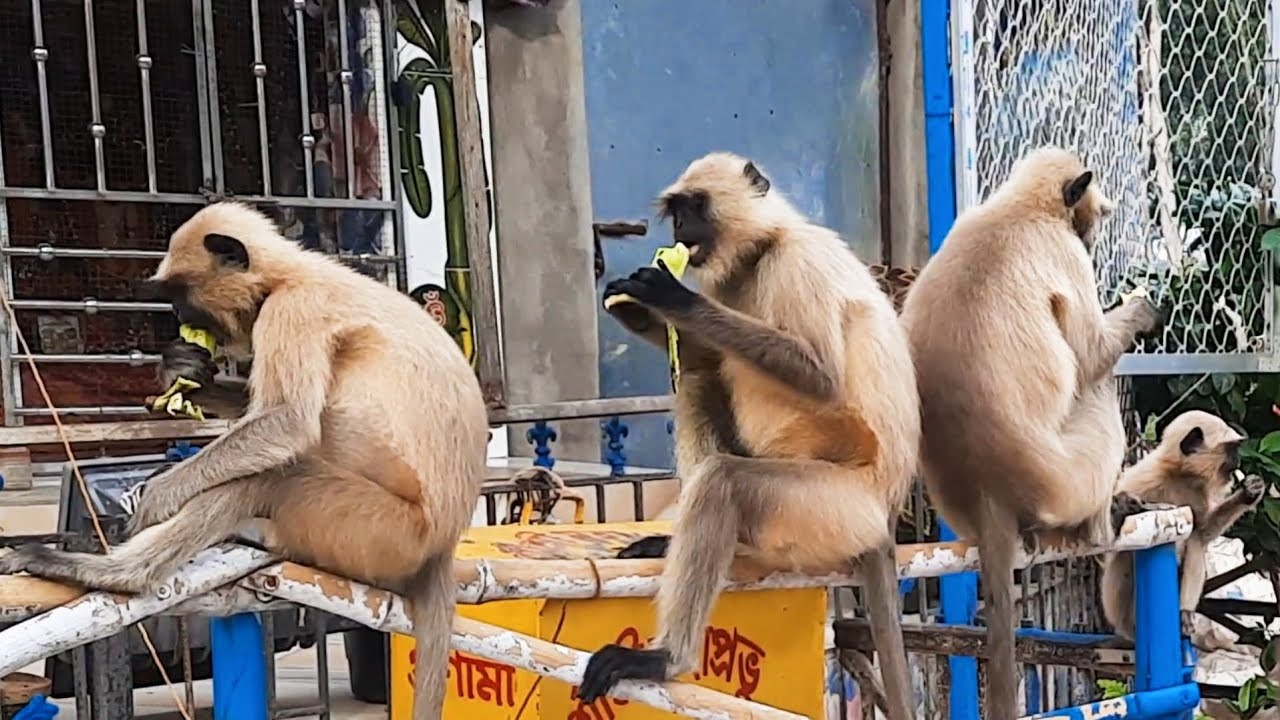 Monkeys Eating Bananas - The Story of a Weird Trend - YouTube