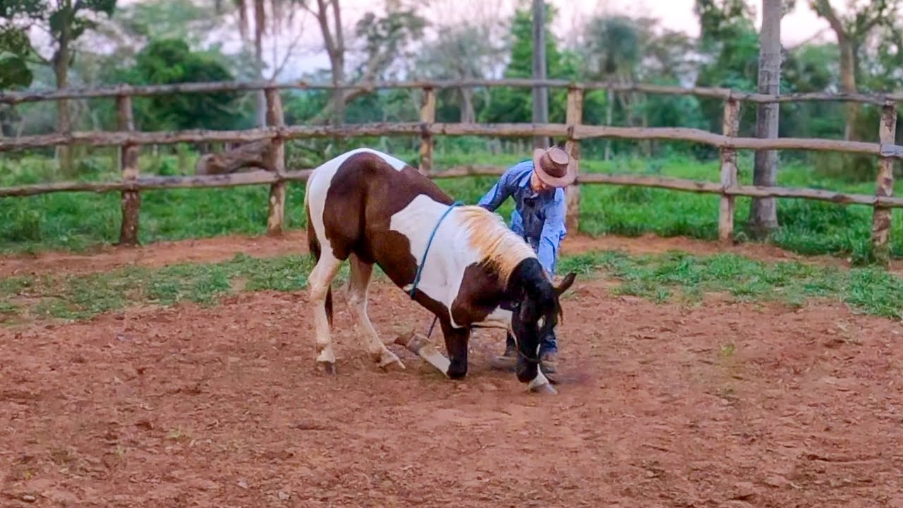 Trick Training With The WILD HORSE (THE BOW!) | Taming A Wild Horse ...