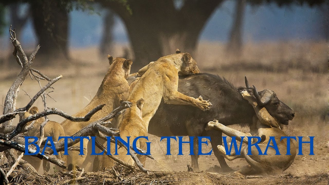 A Rare Sight: Maasai Mara Lions Hunting Cape Buffaloes | Wildlife ...