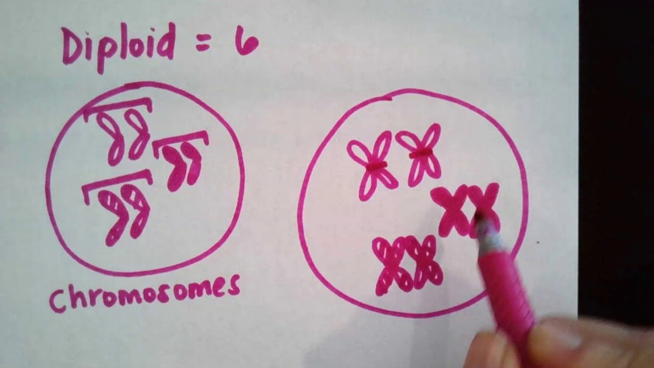 Bio Ch 12 4 Meiosis 1 Haploid Diploid YouTube bio-ch-12-4-meiosis-1-haploid-diploid-youtube