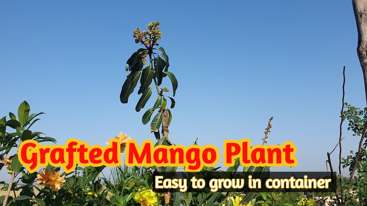 Hybrid mango plant grow at home in container | Grafted Mango plant grow ...