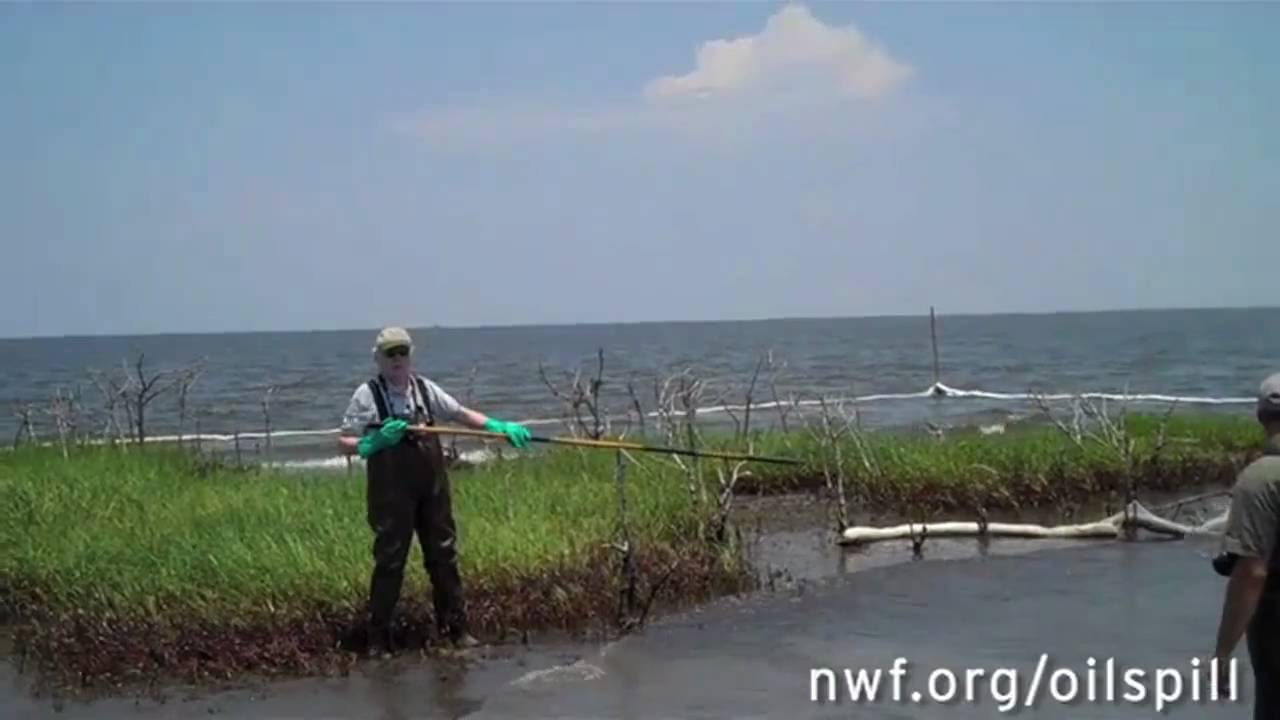 NWF's Dr. Doug Inkley: Bird Habitat Hit Hard by Oil Spill - YouTube