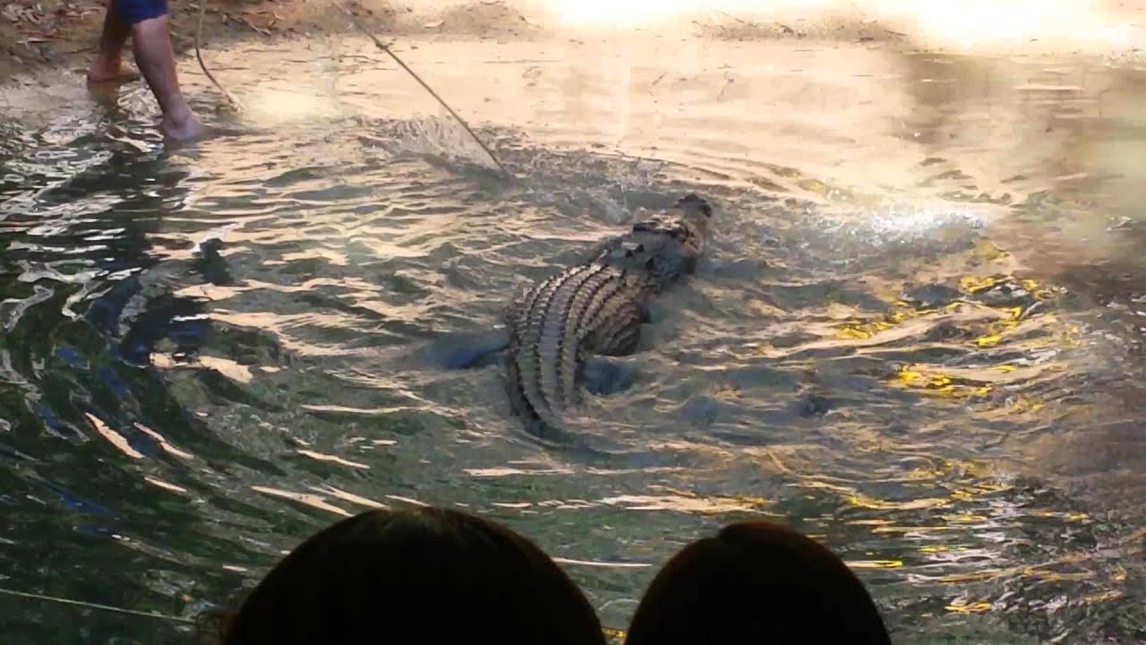 Croc death roll - YouTube