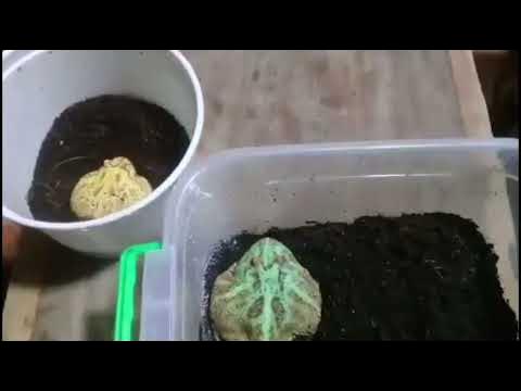 BALL PYTHON AND PACMAN FROGS - YouTube