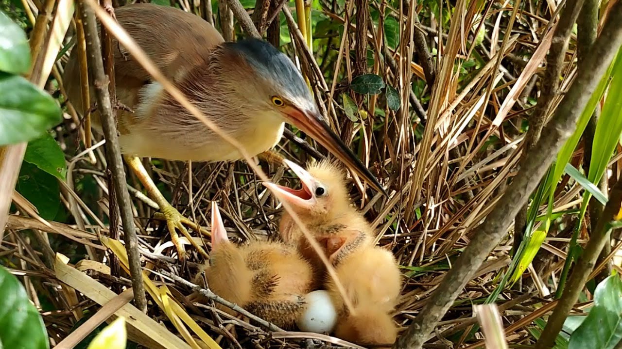 Bittern Nest | Bittern Feeds Babies | Traditional Of Wild Birds - YouTube