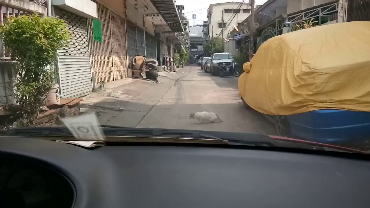 Cat Stops Traffic || ViralHog - YouTube