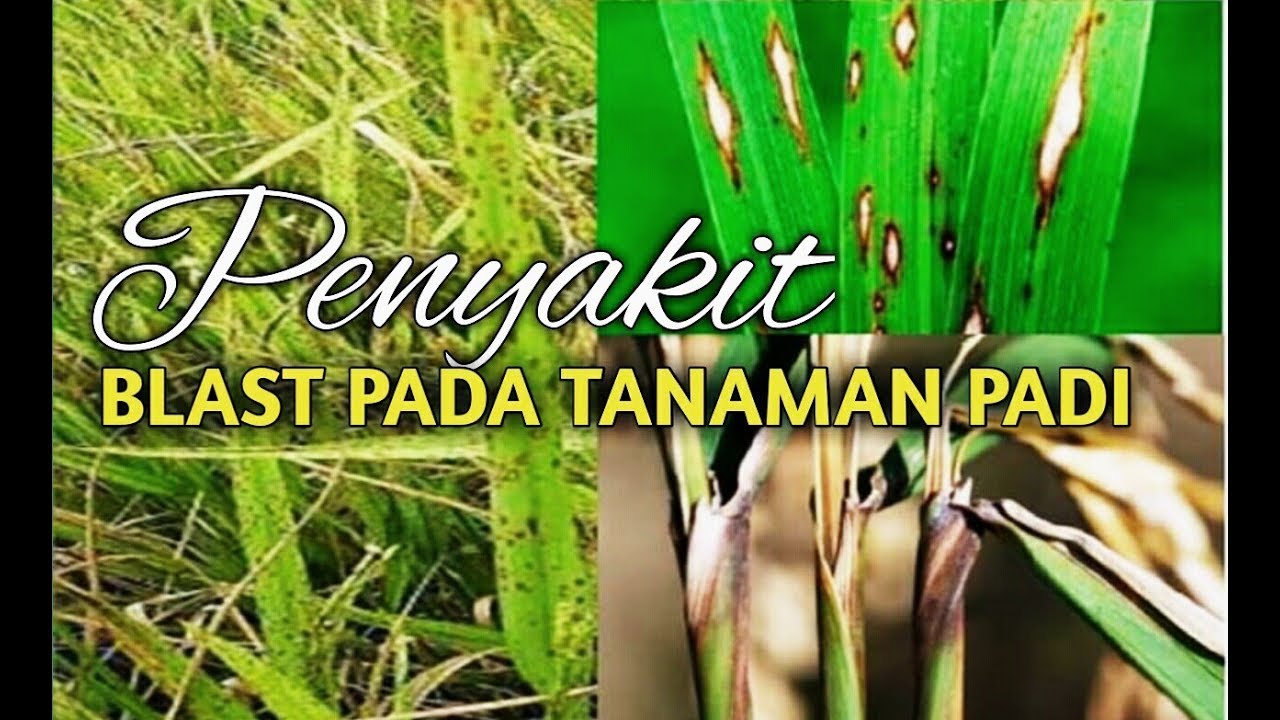 Penyakit Blast pada tanaman padi - YouTube