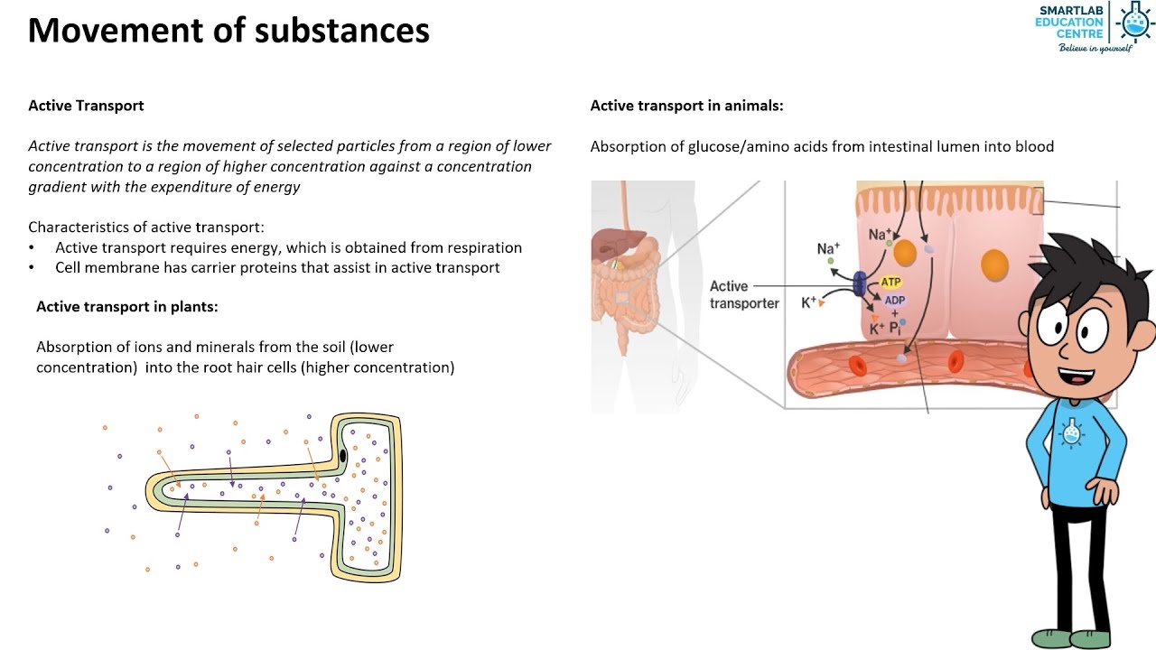 Movement of Substances - YouTube