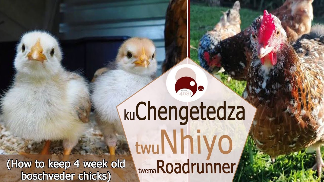 Huku: Kuchengetedza Nhiyo dzeBoschveld | Taking Care of Roadrunner ...