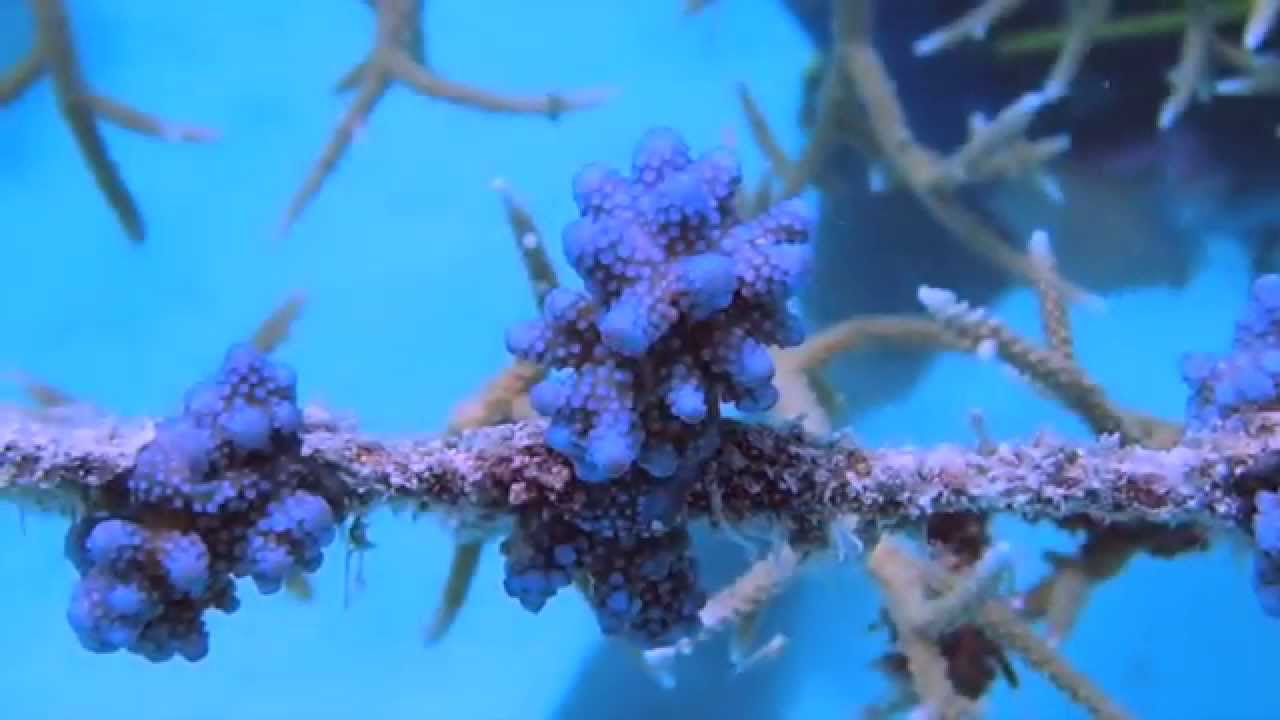 Coral Lines Project - YouTube