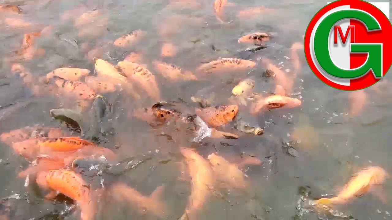 FISH ROLLER COASTER | পানির ভিতরে মাছের গোল্লাছুট খেলা | Bangladeshi ...
