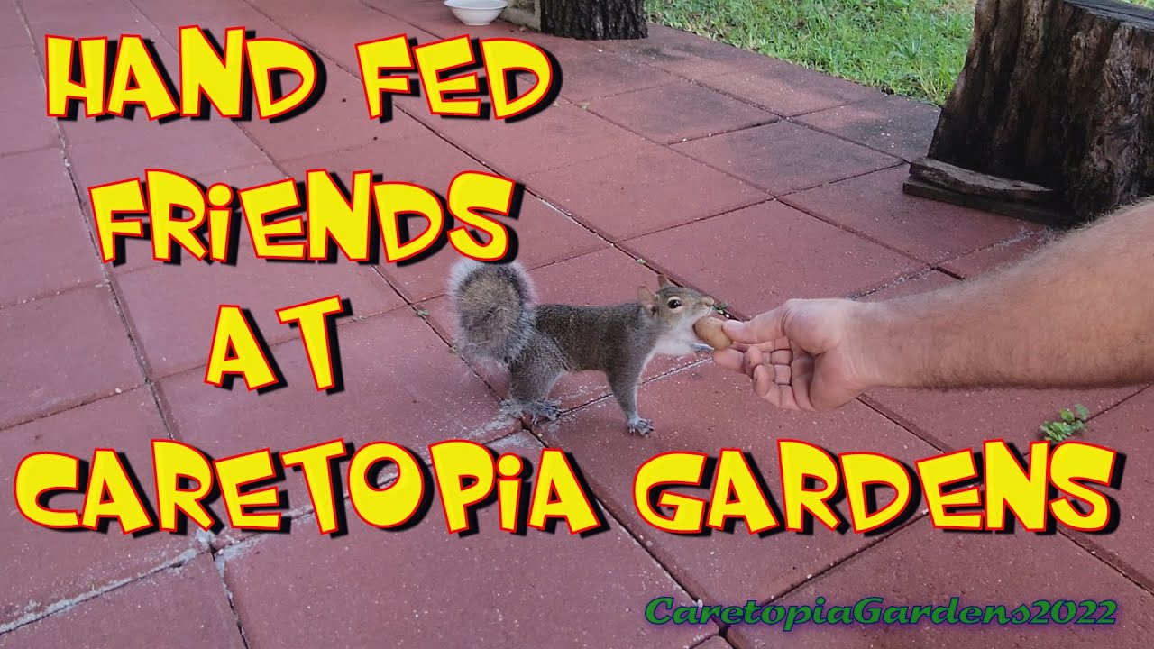 Hand Fed Friends - YouTube