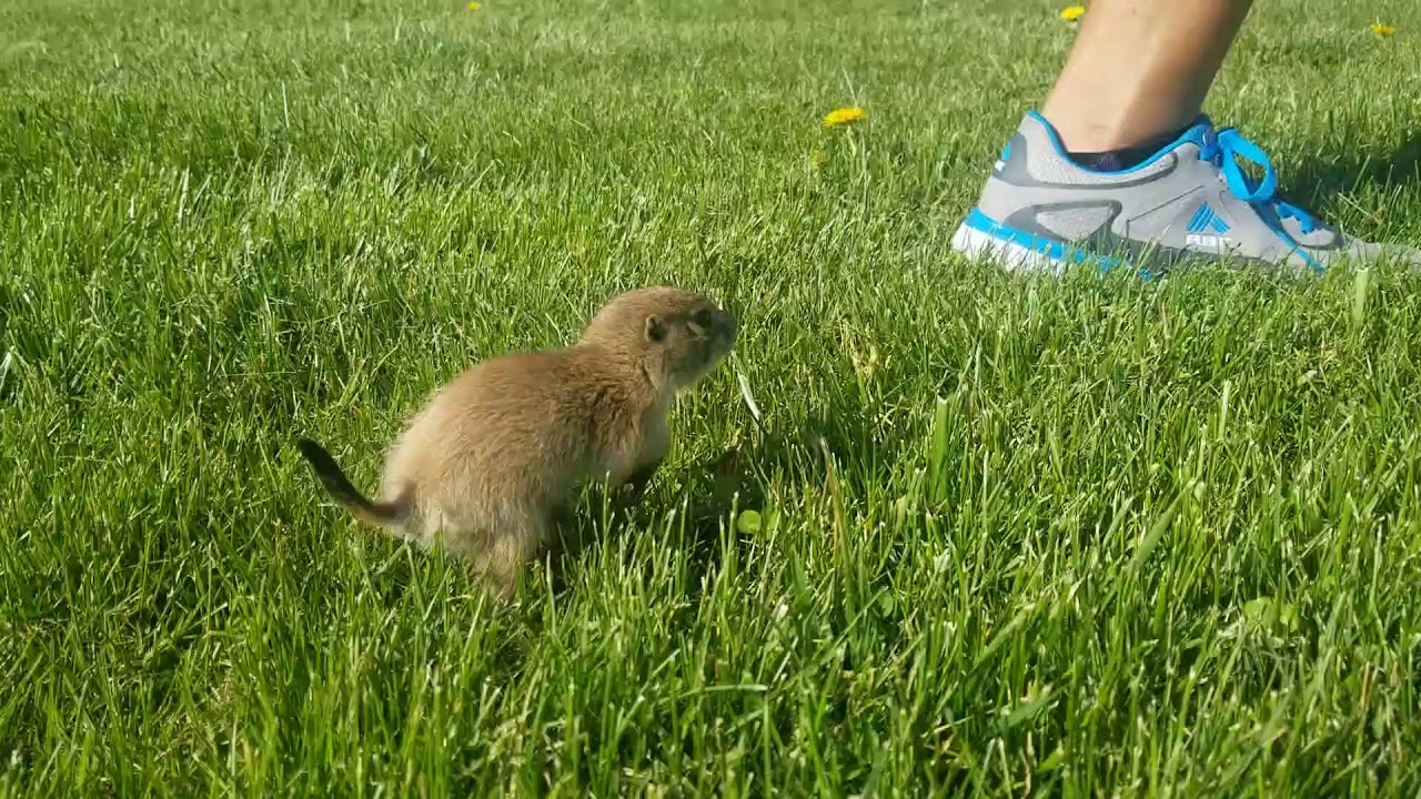 Baby Prairie dog running outside for the first time - YouTube