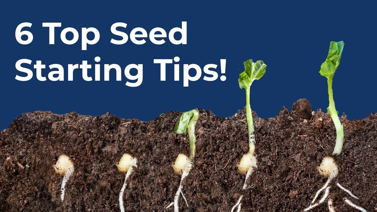 Top 6 Seed Starting Tips You Need This Spring! 🌱 (Our 10th Year Helping ...
