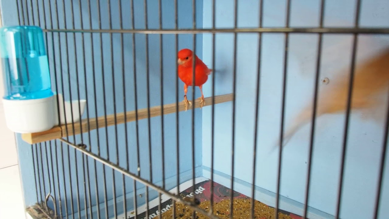 Redfactor Breeding Season 2019 (video 1) - YouTube