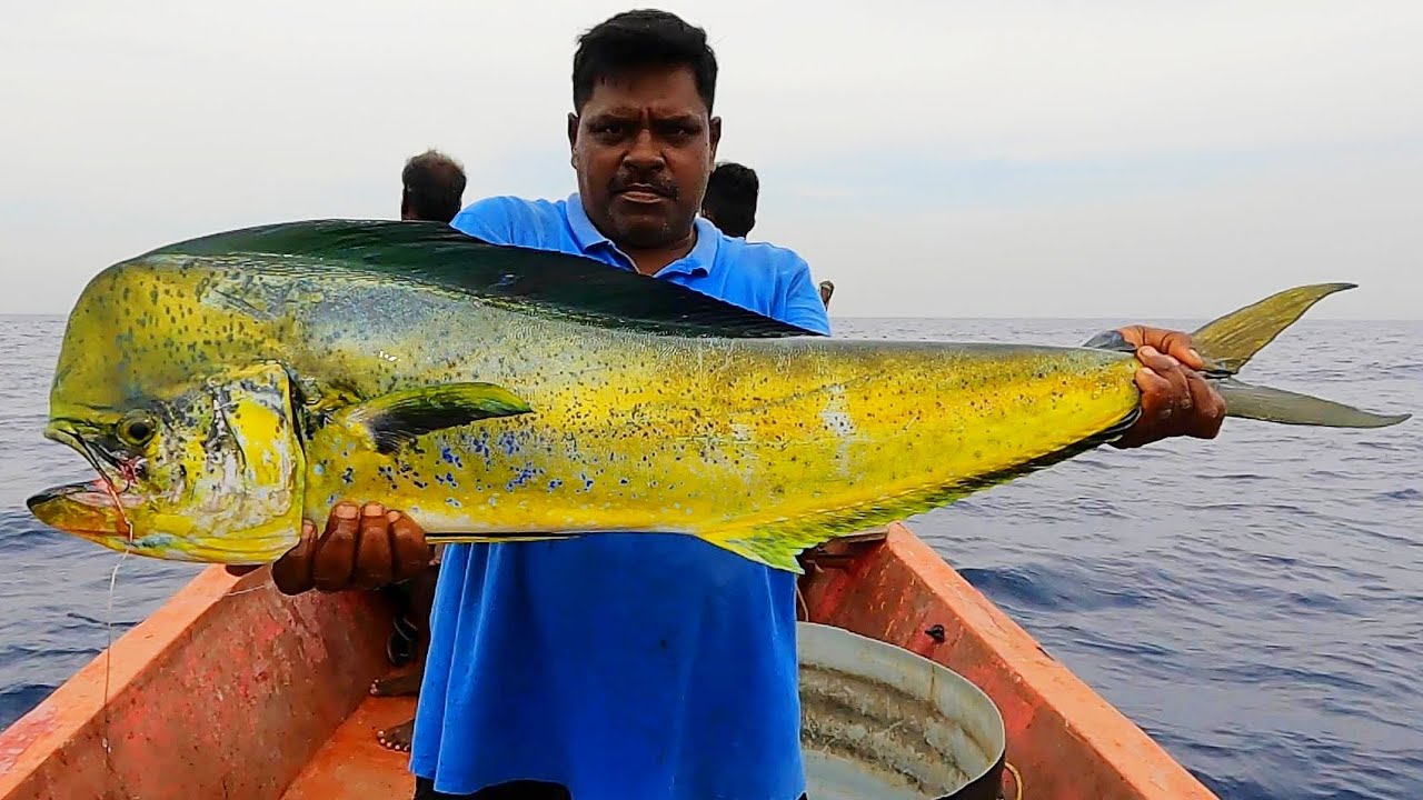 Back to Back Mahi Mahi Fish Caught in Sea - YouTube