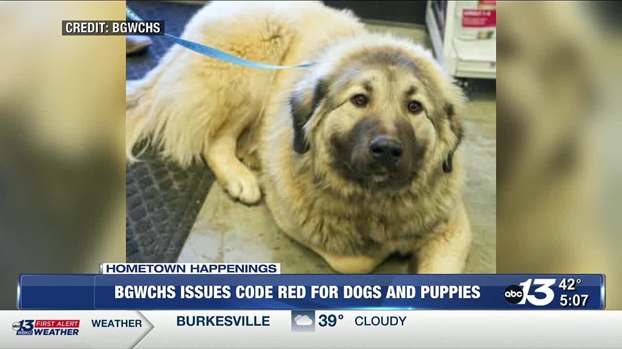 Bowling Green/Warren County Humane Society issues Code Red - YouTube