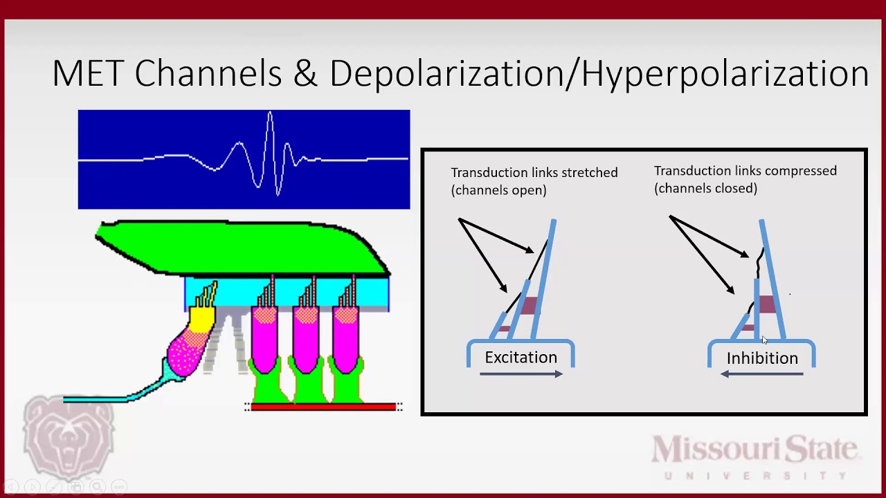 Back to Basics: The organ of Corti (part 3 of 4) with Dr. Abdullah ...