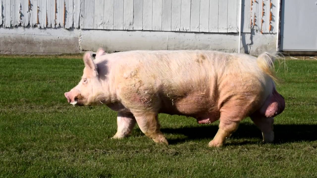 WOW--Purple Power Boar Stud - YouTube