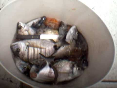 Sea Fishing in Gibraltar - YouTube