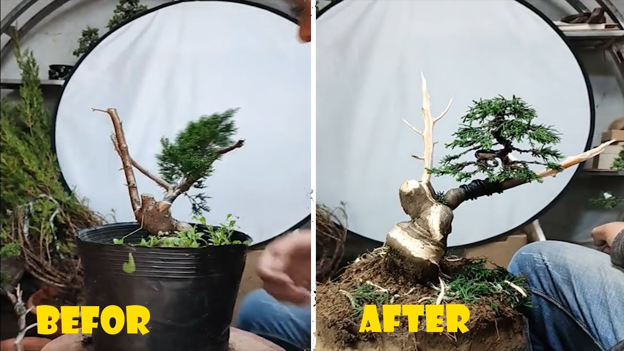 How talented artisans create amazing bonsai shapes #03 - YouTube
