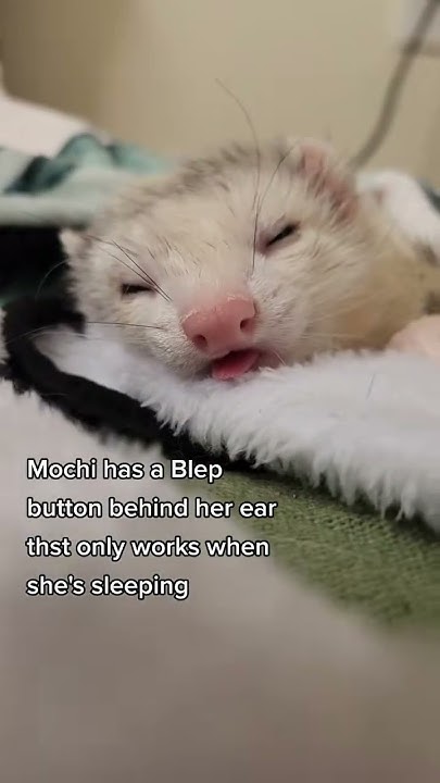 Blep Button - YouTube