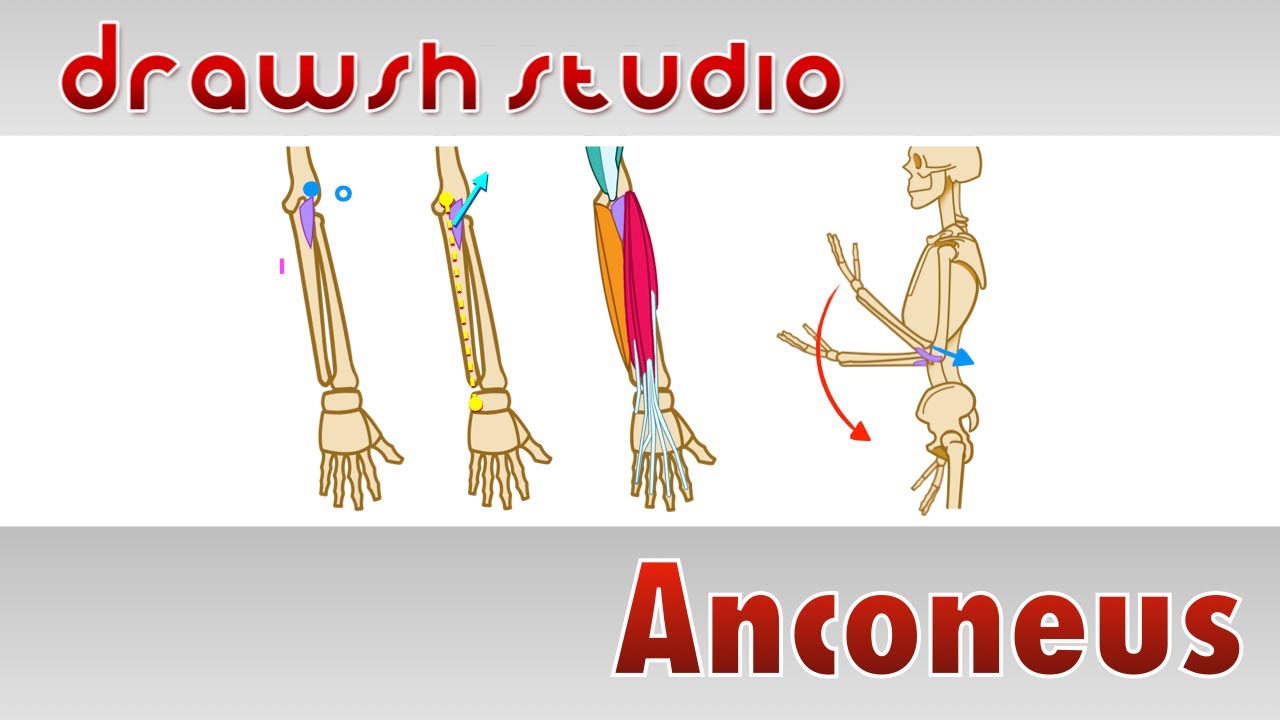 The Anconeus Muscle - YouTube