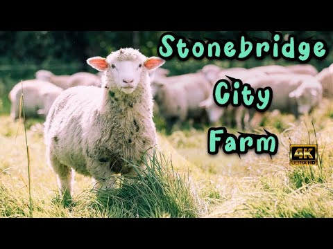 Stonebridge City Farm Nottingham 🇬🇧 - YouTube