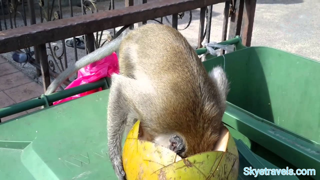 Monkey Eating Coconut Narrated - YouTube