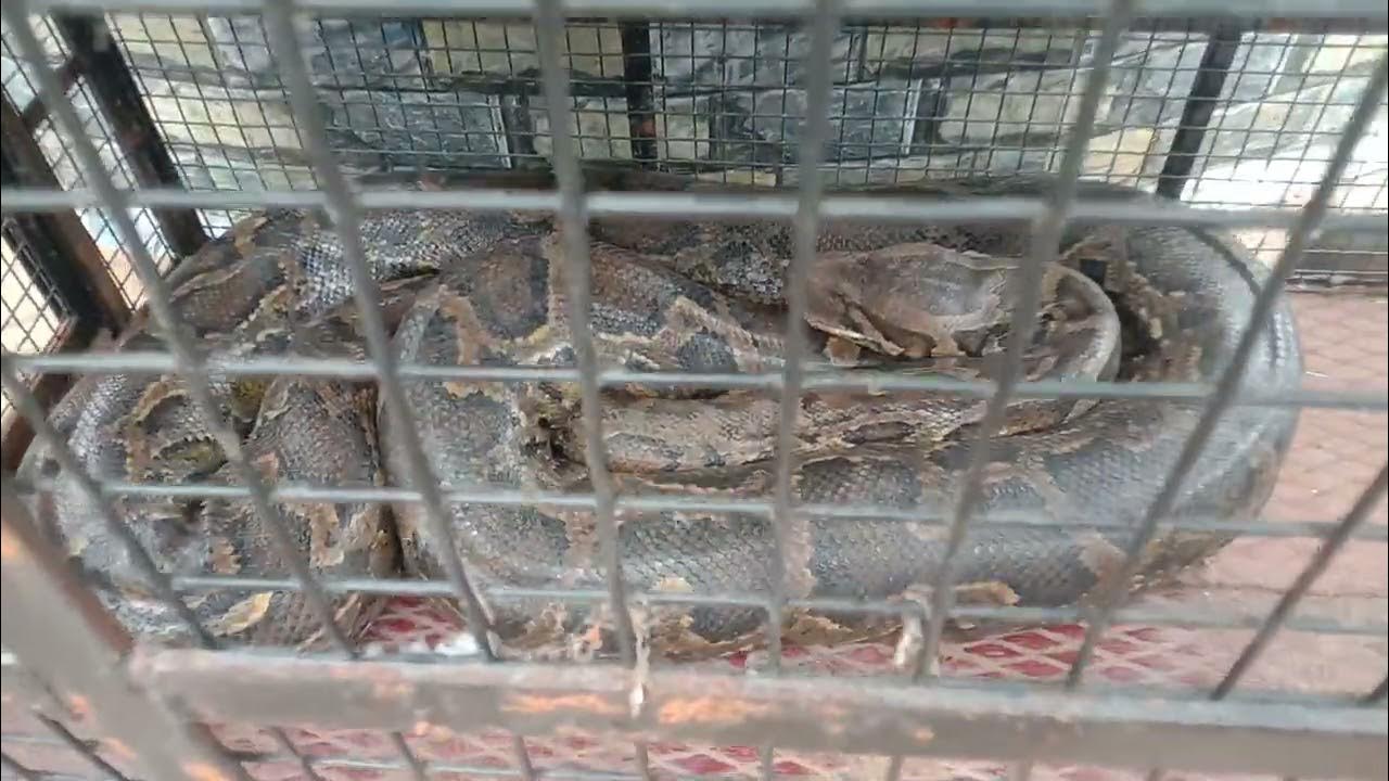 rock pythons#pythons videos#pythons shorts#indian pythons#today's viral ...