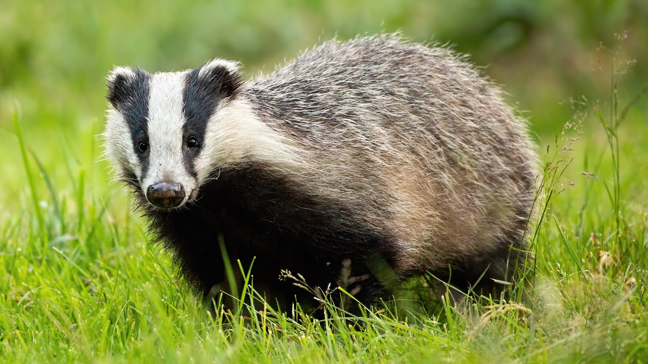 Short Stories 067: The Badger's Redemption - YouTube