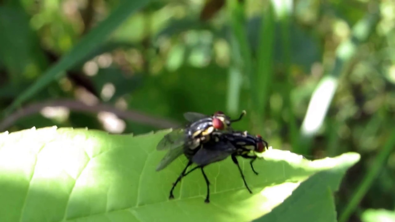 MOSCAS APAREÁNDOSE - YouTube