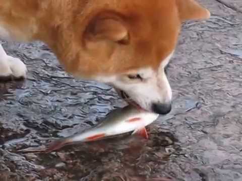 Shiba inu loves raw food - YouTube