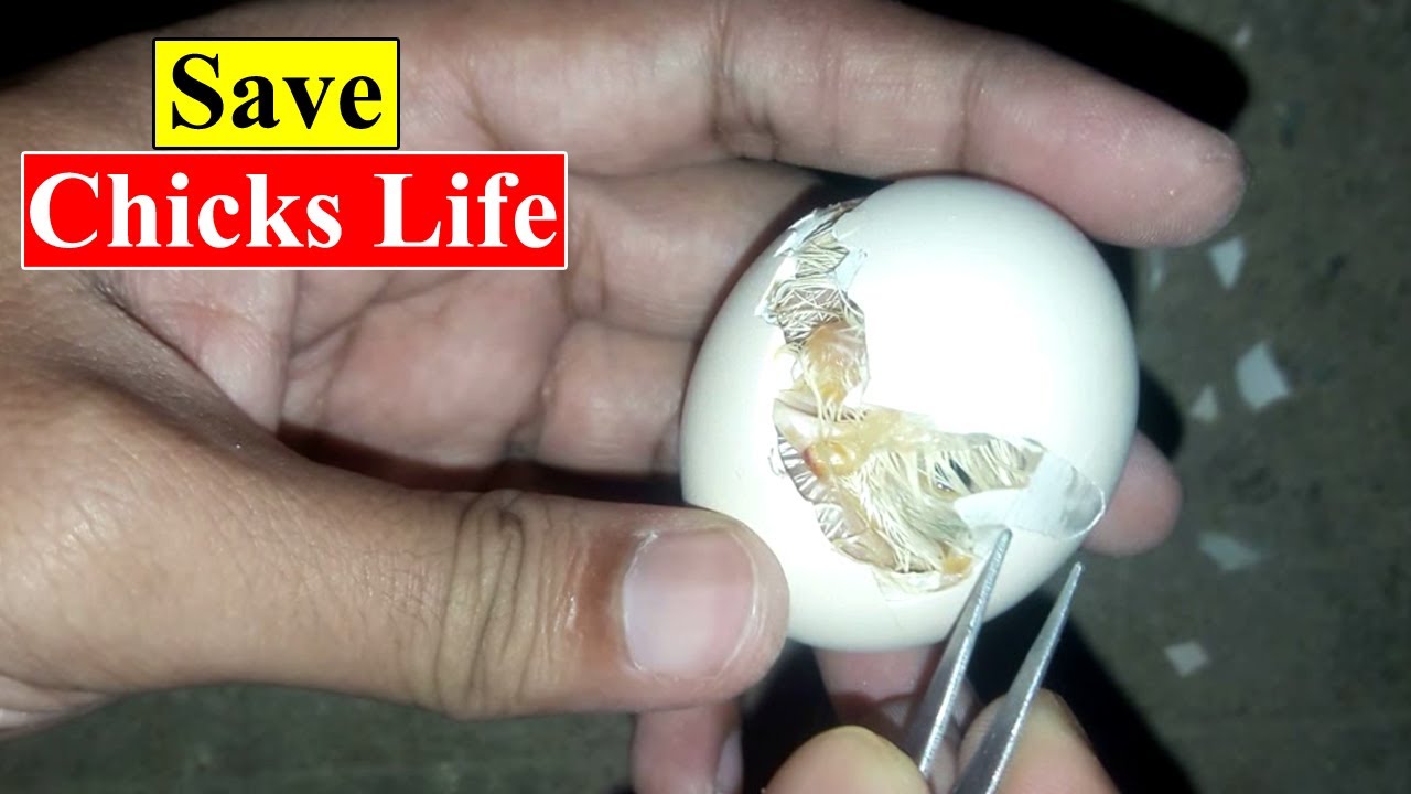 How to Save the Chick Stuck in Egg | Rescue Chick From Egg | Birds and ...